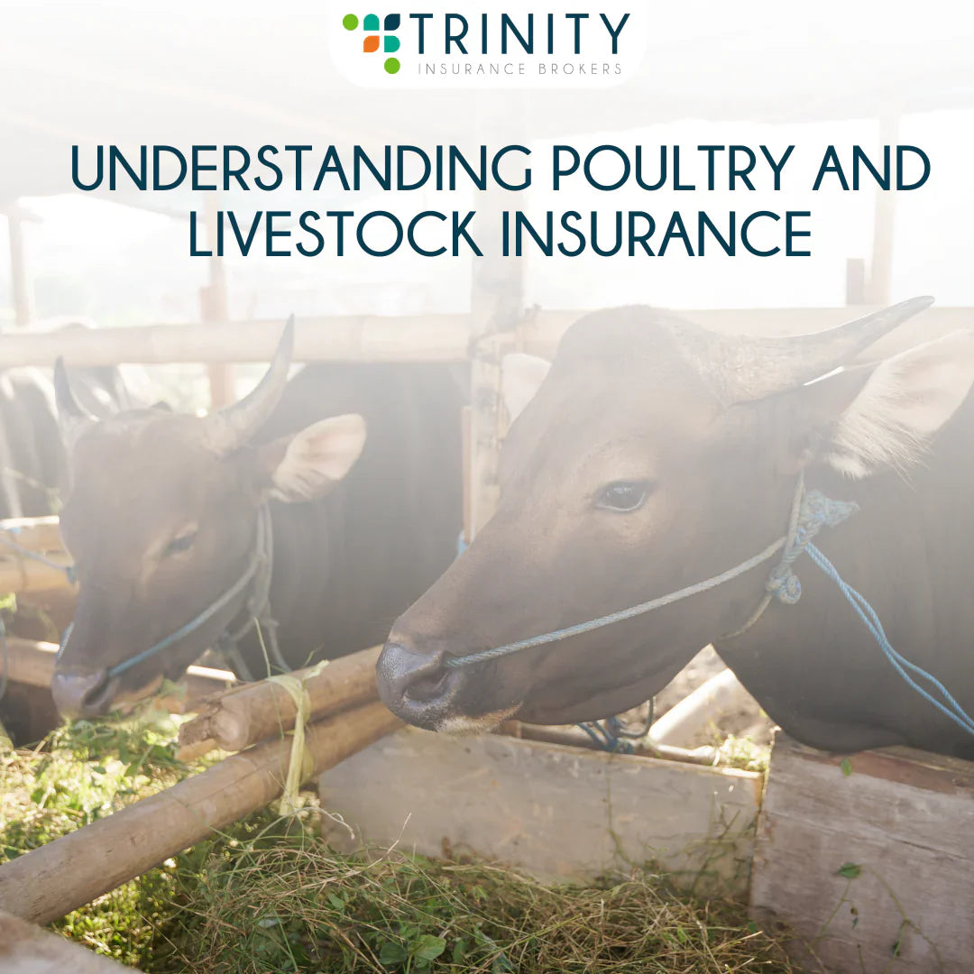 Understanding Poultry and Livestock Insurance – Trinity Insurance and ...